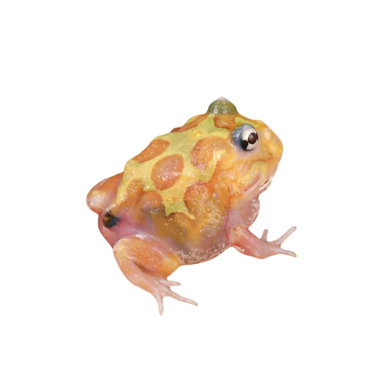 Mutant Neon Clown Pacman Frog For Sale | World Of Exotic Pets